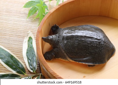 1,811 imágenes de Soft shell turtle - Imágenes, fotos y vectores de ...
