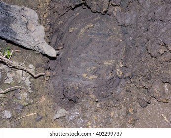 516 Turtles digging out Images, Stock Photos & Vectors | Shutterstock