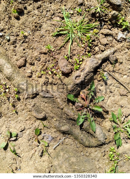 Soil Grass Tree Roots Stock Photo 1350328340 | Shutterstock