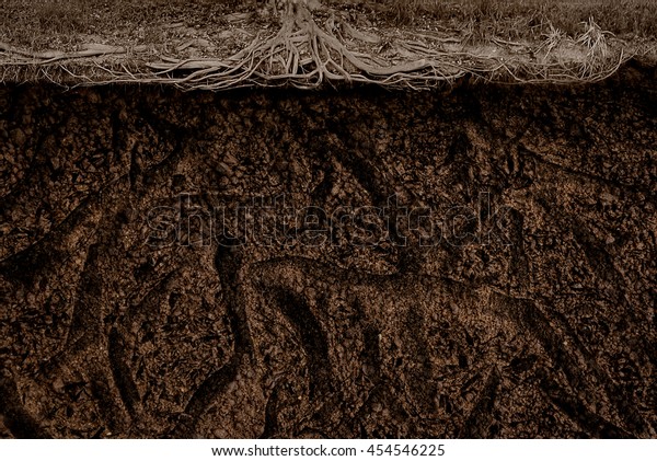 Soil Root Background Stock Photo 454546225 | Shutterstock