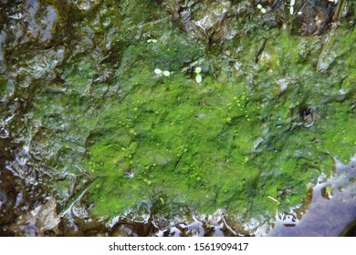 Soil Surface Green Algae Stock Photo 1561909417 | Shutterstock