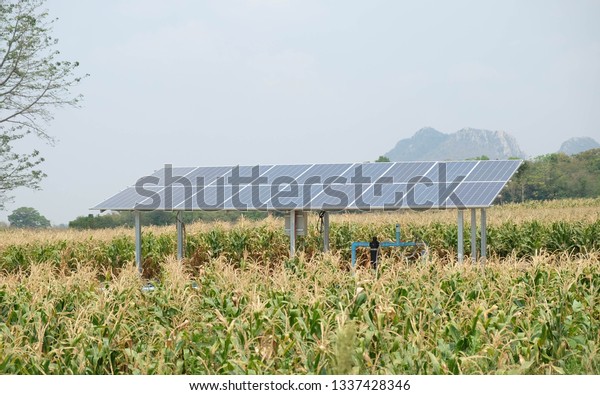 Solar Cell Panel Corn Fieldusing Solar Stock Photo 1337428346 ...