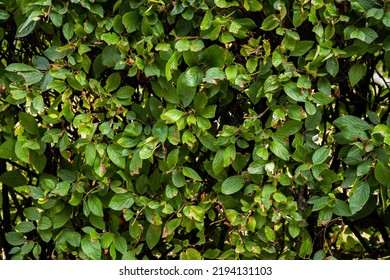 Solid Background Green Leaves Texture Trimmed Stock Photo 2194131103 ...