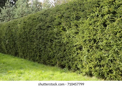 3,754 Tall hedges Images, Stock Photos & Vectors | Shutterstock