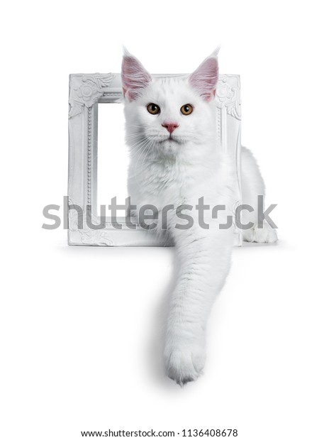 Solid White Maine Coon Cat Kitten Stock Photo 1136408678 | Shutterstock