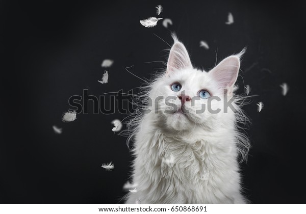 Solid White Maine Coon Cat Looking Stock Photo 650868691 | Shutterstock