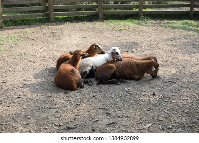 313 Sheep sit down Images, Stock Photos & Vectors | Shutterstock