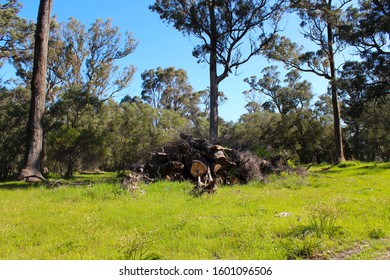 23 Ludlow Tuart Images, Stock Photos & Vectors | Shutterstock