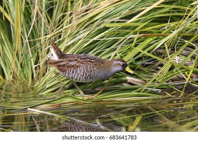 199 Sora Rail Images, Stock Photos & Vectors | Shutterstock