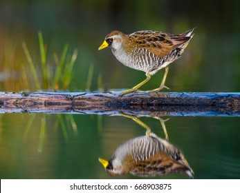199 Sora Rail Images, Stock Photos & Vectors | Shutterstock