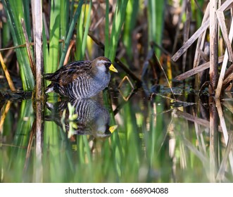199 Sora Rail Images, Stock Photos & Vectors | Shutterstock