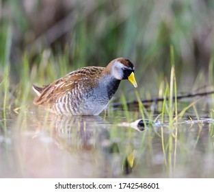199 Sora Rail Images, Stock Photos & Vectors | Shutterstock