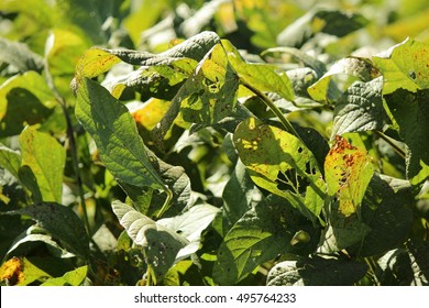524 Bacterial Wilt Images, Stock Photos & Vectors | Shutterstock