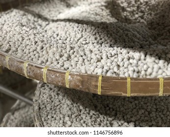 Soy Beans Germs Developing Process Stock Photo 1146756896 | Shutterstock