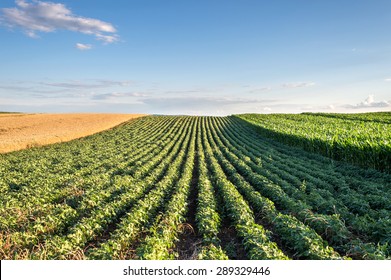 37,952 Wheat row Images, Stock Photos & Vectors | Shutterstock