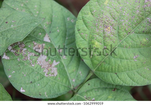 Soybean Leaf Damage By Insect Pest Stock Photo 1062999059 | Shutterstock