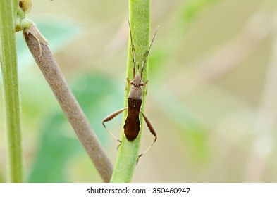 Riptortus Images, Stock Photos & Vectors | Shutterstock