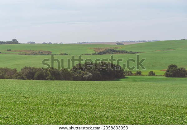 Soybean Production Fields Fallow Covered By Stock Photo 2058633053 ...