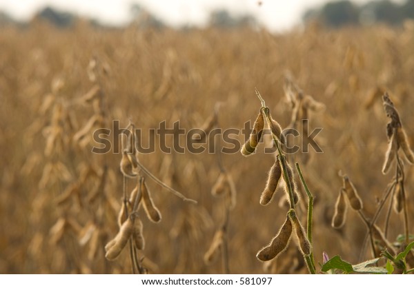 1,443 Soybean Field Fall Images, Stock Photos & Vectors | Shutterstock