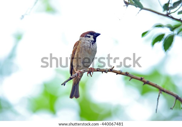 Sparrow Stock Photo 440067481 | Shutterstock