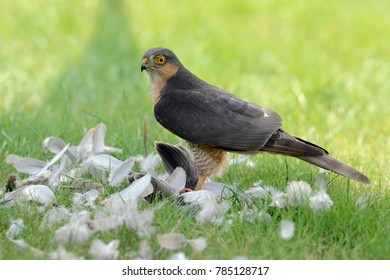 Sparrow Hawk Eats Pigeon Stock Photo 785128717 | Shutterstock