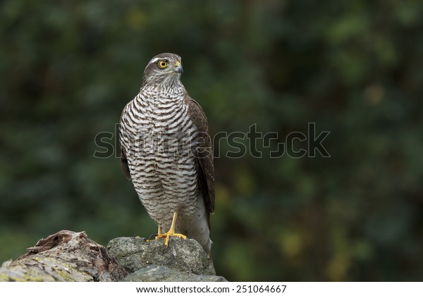 Sparrowhawk Stock Photo 251064667 | Shutterstock