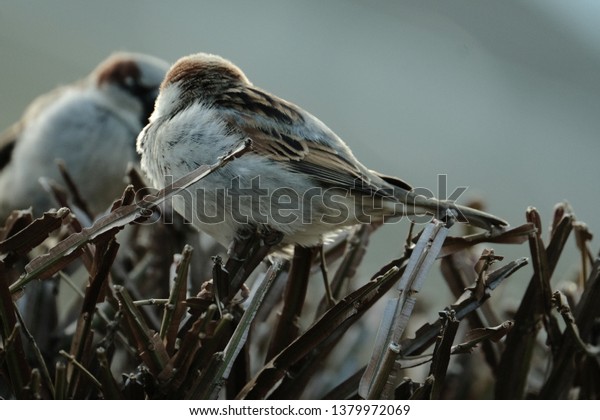 Sparrows Hanging Out Stock Photo 1379972069 | Shutterstock