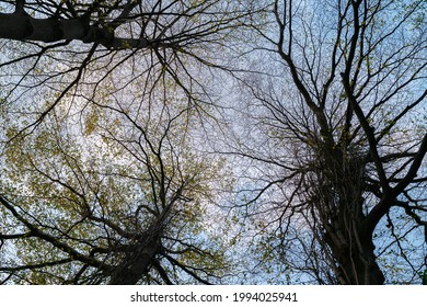 1,873 Sparse woods Images, Stock Photos & Vectors | Shutterstock