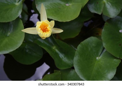 1,046 Spatterdocks Images, Stock Photos & Vectors | Shutterstock