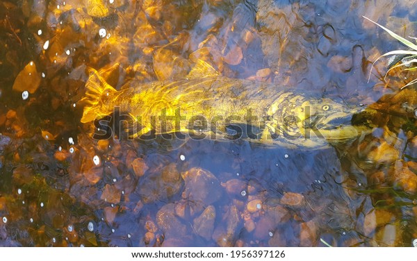 Spawned Out Salmon River Stock Photo 1956397126 | Shutterstock