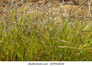 7,696 Strands of grass Images, Stock Photos & Vectors | Shutterstock