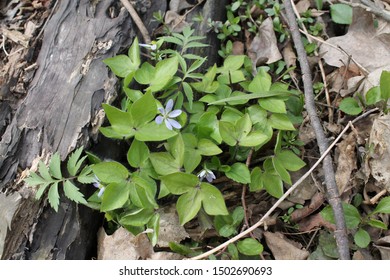 Specimen Sample Sharp Lobed Hepatica Growing Stock Photo 1502690693 ...