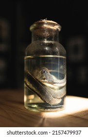 3,460 Dead specimen Images, Stock Photos & Vectors | Shutterstock