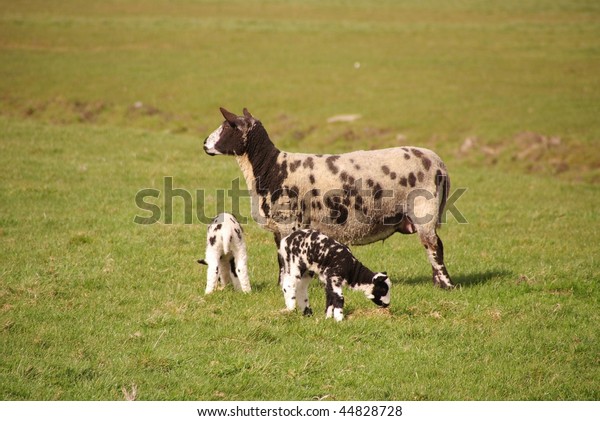 Speckled Sheep Lambs Stock Photo 44828728 | Shutterstock