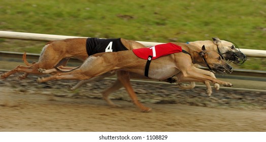 1,112 Whippets racing Images, Stock Photos & Vectors | Shutterstock