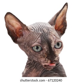 688 Angry hairless cat Stock Photos, Images & Photography | Shutterstock