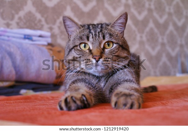 Sphinx Pose Cat Stock Photo 1212919420 | Shutterstock
