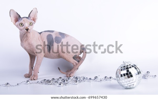 Sphynx Sphinx Devon Rex Bald Cat Stock Photo (Edit Now) 699657430