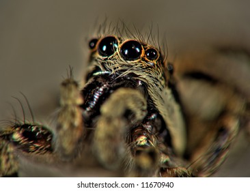 Spider Stock Photo 11670940 | Shutterstock