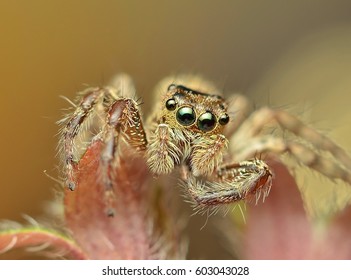 146 Spider Lick Images, Stock Photos & Vectors | Shutterstock