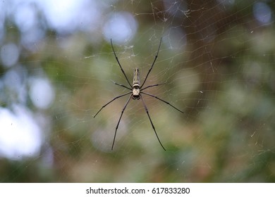 142 Insect definition spider Images, Stock Photos & Vectors | Shutterstock