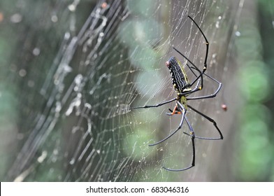 690 Spider web zoomed Images, Stock Photos & Vectors | Shutterstock