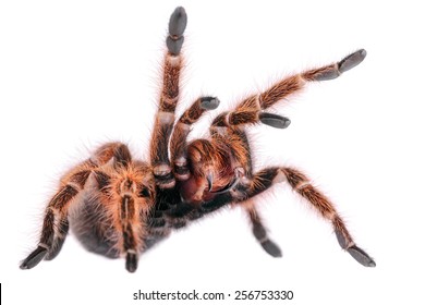5,558 Spider attack Images, Stock Photos & Vectors | Shutterstock