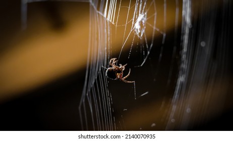 811 Spider builds web Images, Stock Photos & Vectors | Shutterstock