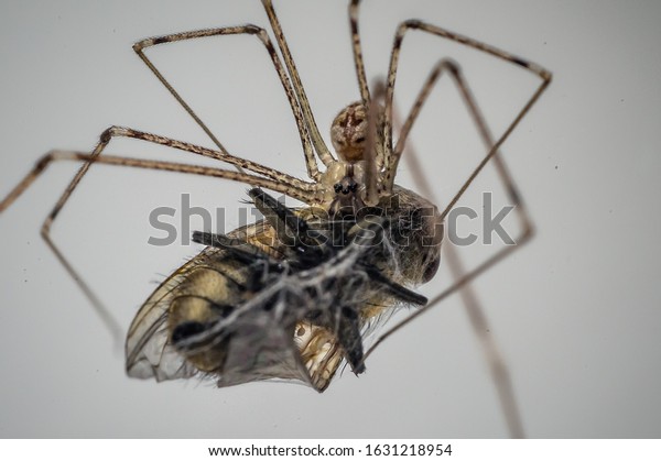 Spider Catching Fly Spider Web Stock Photo (Edit Now) 1631218954 Spider Catching Fly Spider Web Stock Photo (Edit Now) 1631218954