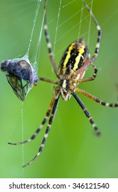 2,138 Insect caught in a spider web Images, Stock Photos & Vectors ...