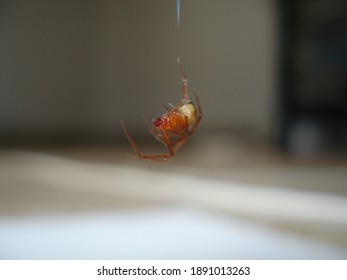 45 Spider coming down Images, Stock Photos & Vectors | Shutterstock