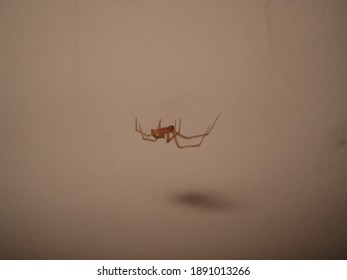45 Spider coming down Images, Stock Photos & Vectors | Shutterstock