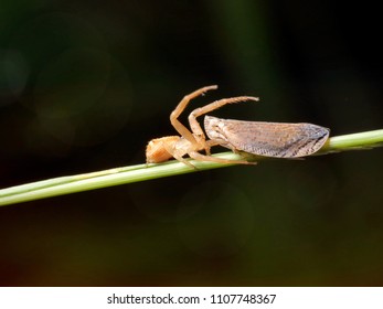 Spider Faced Aphids Stock Photo 1107748367 | Shutterstock