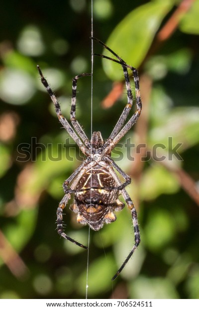 Spider Hanging By Thread Stock Photo (Edit Now) 706524511